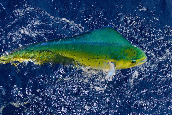 What Is a Dolphin Fish? 11 Fun Fish Facts · PrepScholar