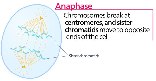 The 4 Mitosis Phases: Prophase, Metaphase, Anaphase, and Telophase