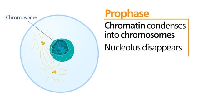 The 4 Mitosis Phases: Prophase, Metaphase, Anaphase, and Telophase