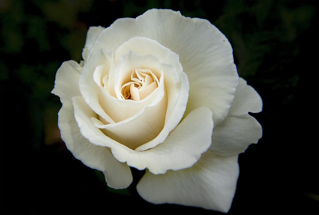 11 Rose Color Meanings to Help You Pick the Perfect Bouquet