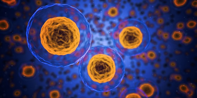 What Is Mitosis? A Complete Guide to Mitotic Cell Division · PrepScholar