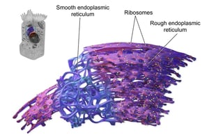 What Is the Endoplasmic Reticulum? What Does It Do? · PrepScholar