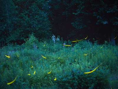 What Are Lightning Bugs? Are They Different From Fireflies?