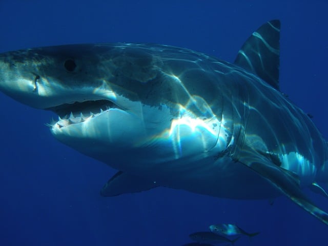 The 8 Different Types of Sharks, Explained · PrepScholar
