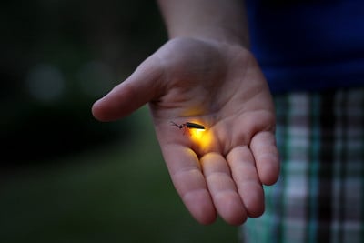 What Are Lightning Bugs? Are They Different From Fireflies?