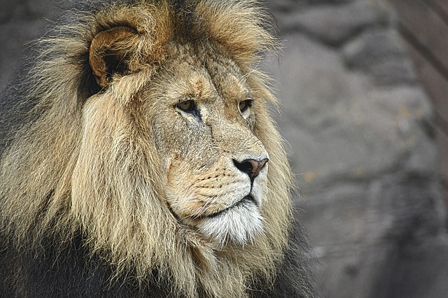 The 8 Key Leo Traits: Your Guide to the August Zodiac Sign Personality