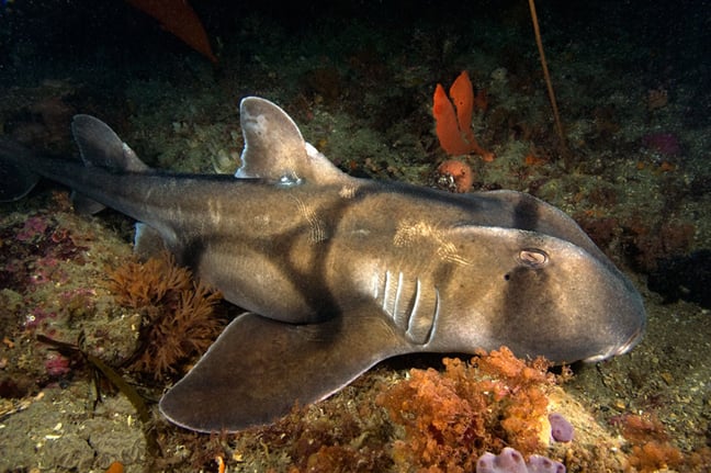 The 8 Different Types of Sharks, Explained · PrepScholar