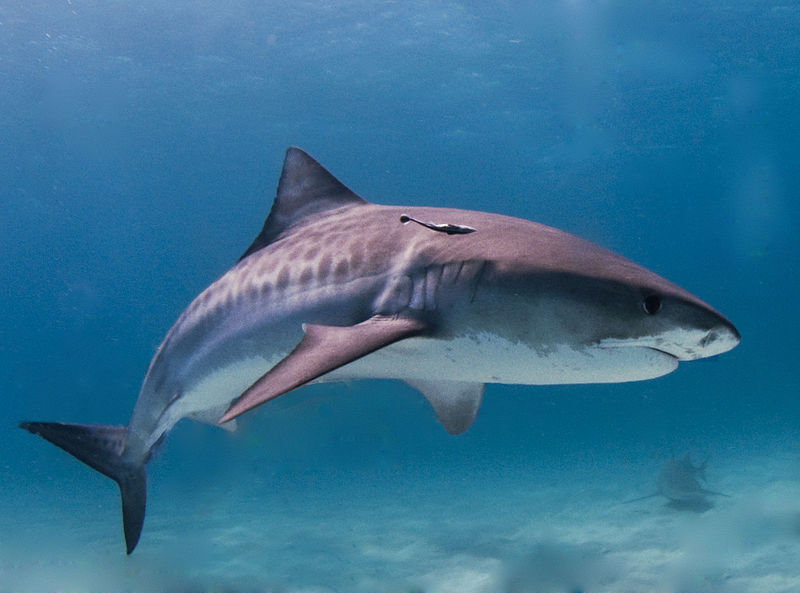 The 8 Different Types of Sharks, Explained · PrepScholar