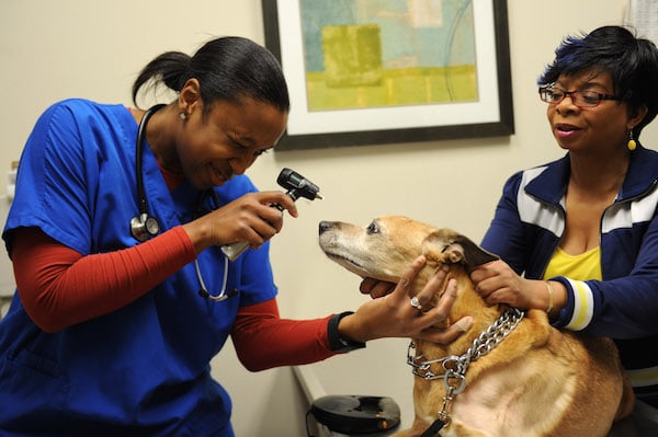 How to Become a Veterinarian: Key Steps and Qualities · PrepScholar