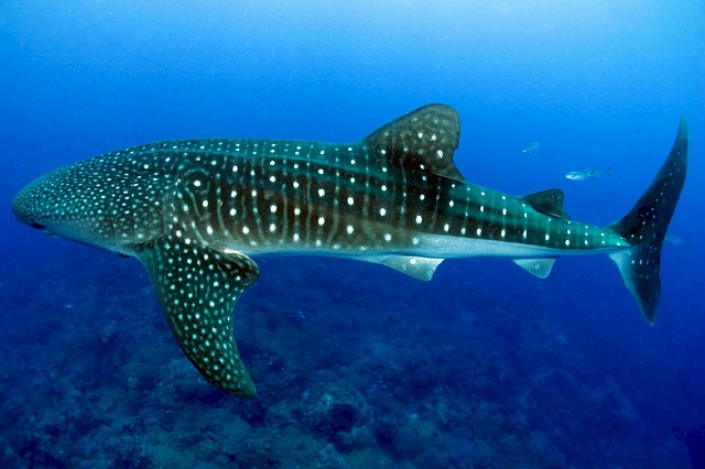 The 8 Different Types of Sharks, Explained · PrepScholar