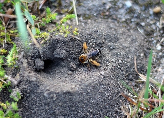 The 11 Types of Bees You Should Know · PrepScholar