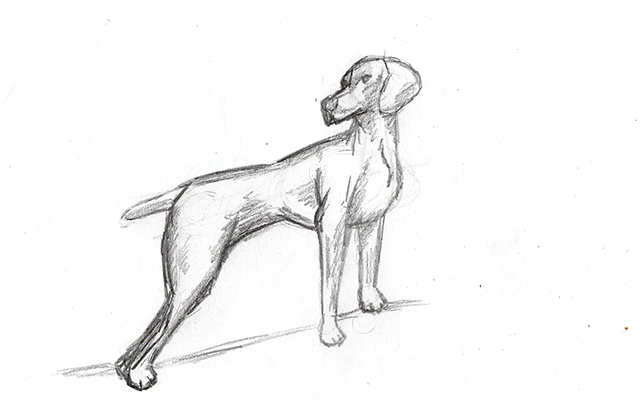 11 Easy Steps for How to Draw a Dog · PrepScholar