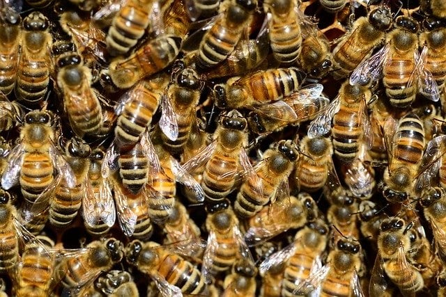 The 11 Types of Bees You Should Know · PrepScholar