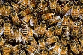 The 11 Types of Bees You Should Know · PrepScholar