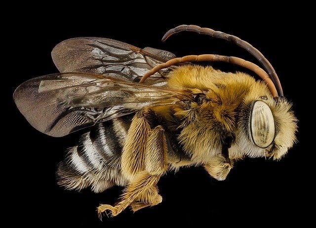The 11 Types of Bees You Should Know · PrepScholar