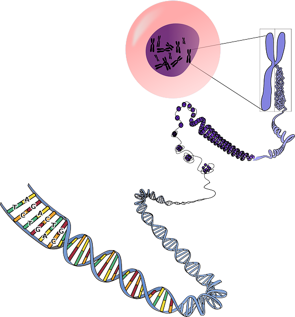 DNA vs RNA: 5 Key Differences · PrepScholar