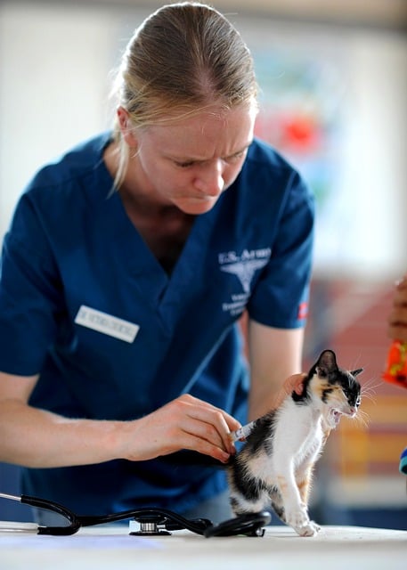 How to Become a Veterinarian: Key Steps and Qualities · PrepScholar