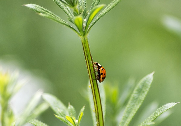 The Complete AP Biology Review Guide for 2025 · PrepScholar