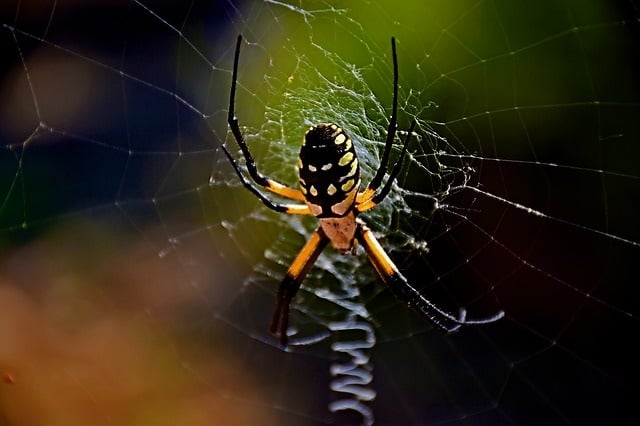 5 Excellent Reasons Not to Fear the Garden Spider · PrepScholar