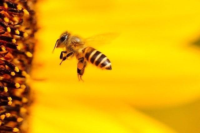 The 11 Types of Bees You Should Know · PrepScholar