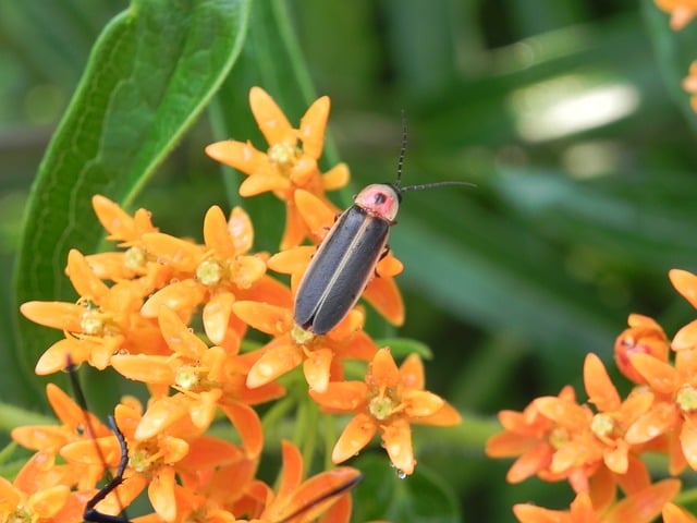 What Are Lightning Bugs? Are They Different From Fireflies?