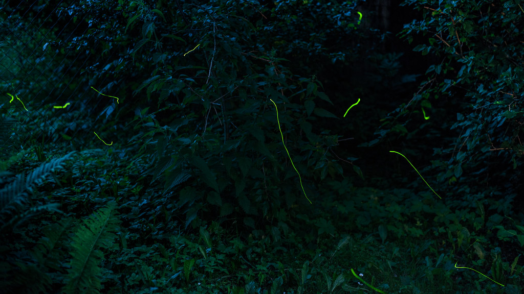 What Are Lightning Bugs? Are They Different From Fireflies?