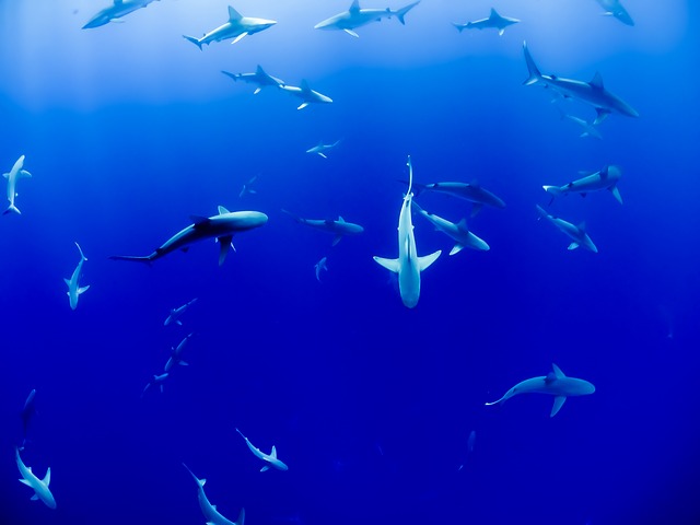 The 8 Different Types of Sharks, Explained · PrepScholar